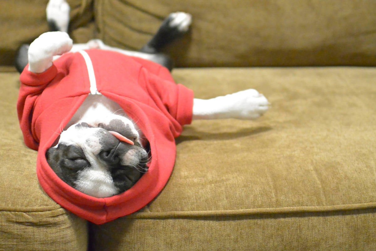 10 Fun Facts About the Boston Terrier Dog Breed – Boston Terrier World