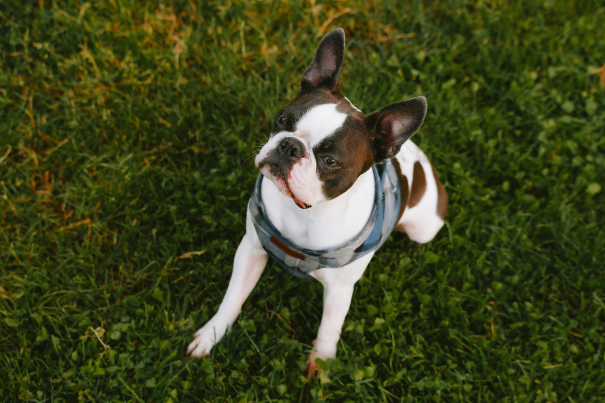 100 Unique and Rare Name Suggestions for a Female Boston Terrier ...