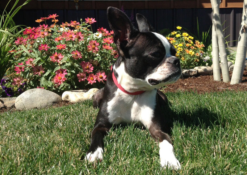 Boston Terrier Rescues Across The United States And Canada – Boston ...