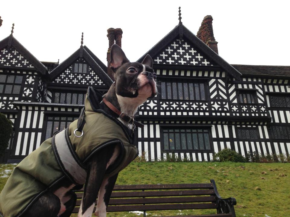 Is A Boston Terrier A Good House Dog? – Boston Terrier World