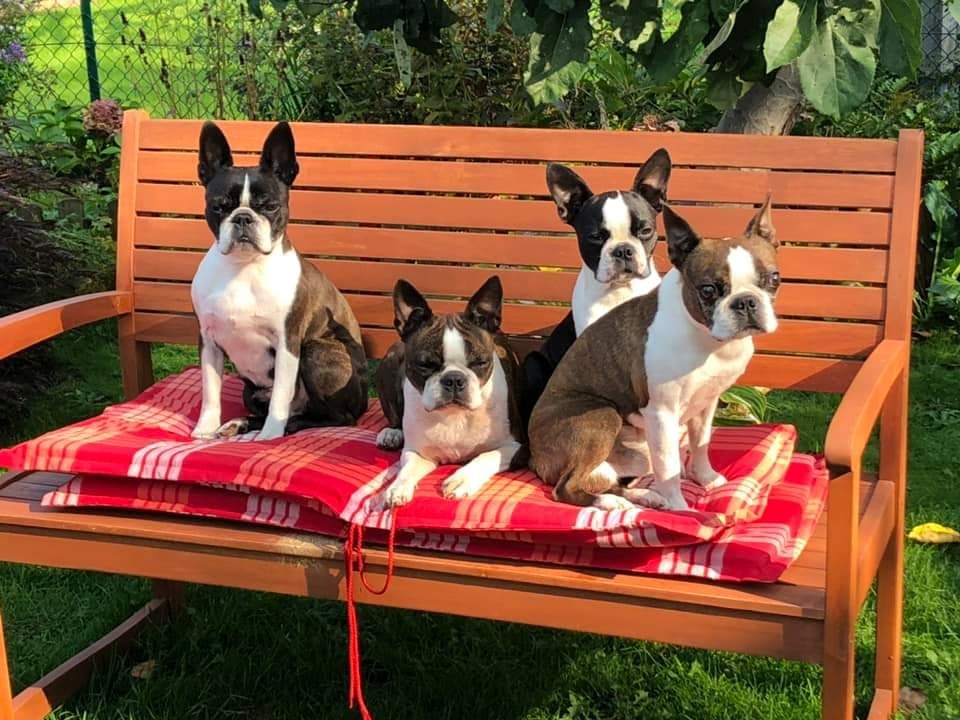 The Boston Terrier : A Brief History – Boston Terrier World