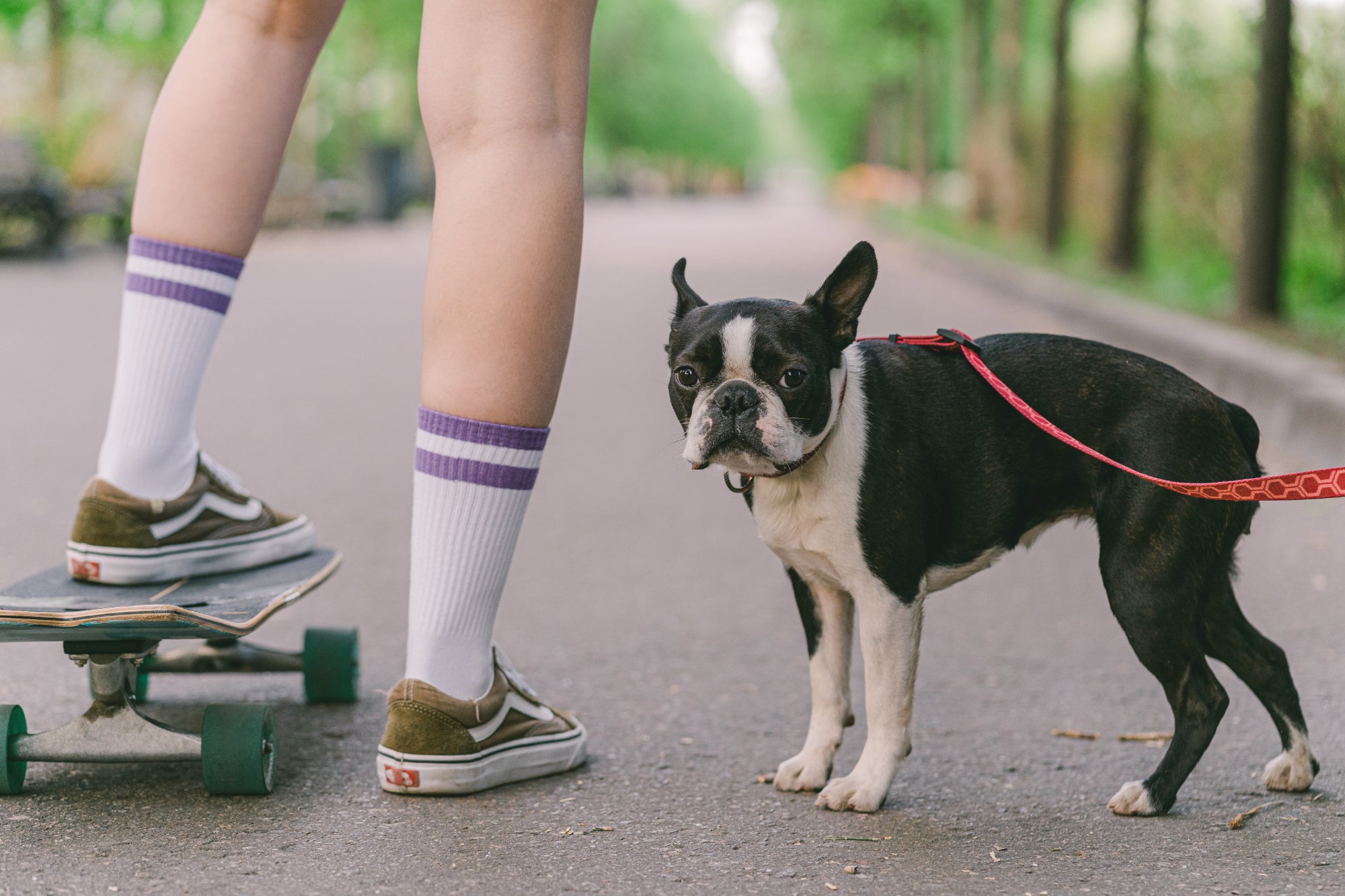 What’s the story behind Boston Terrier Dog Tails? What’s standard ...