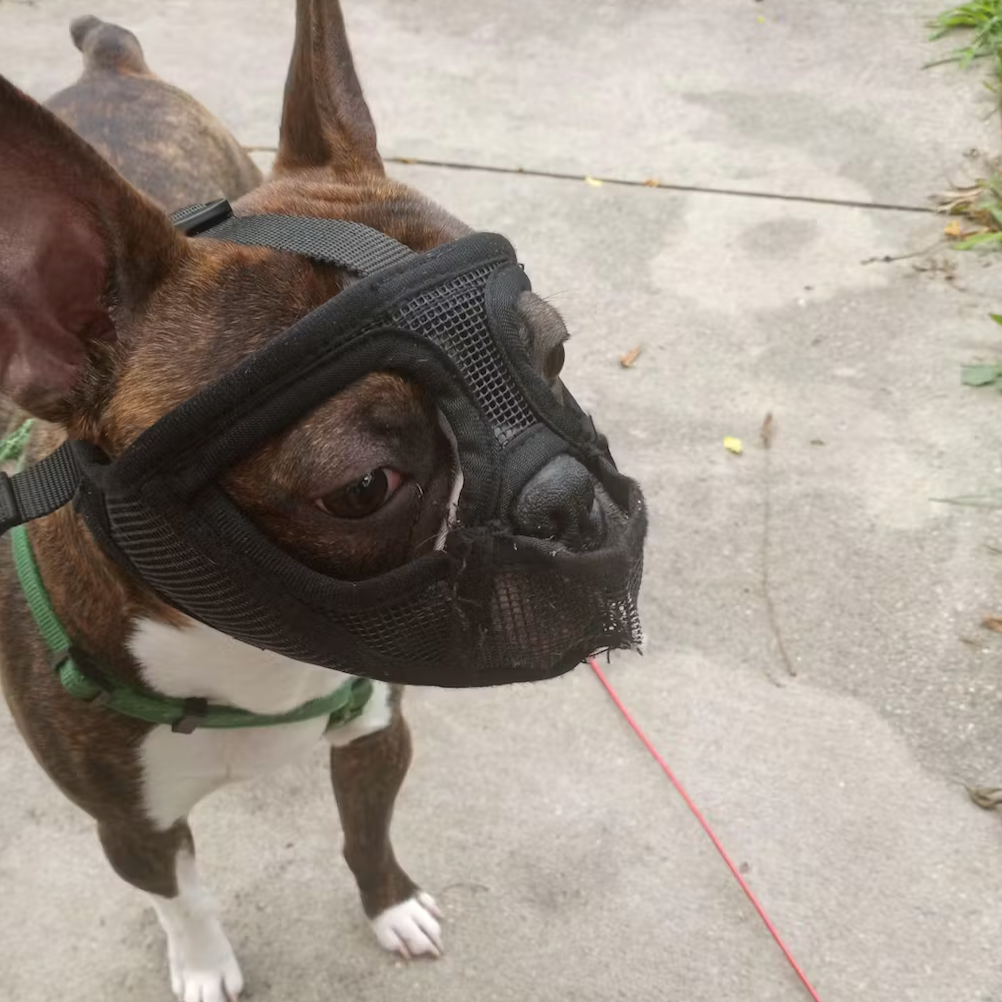 Muzzle For Short Snout Dogs Like The Boston Terrier – Boston Terrier World
