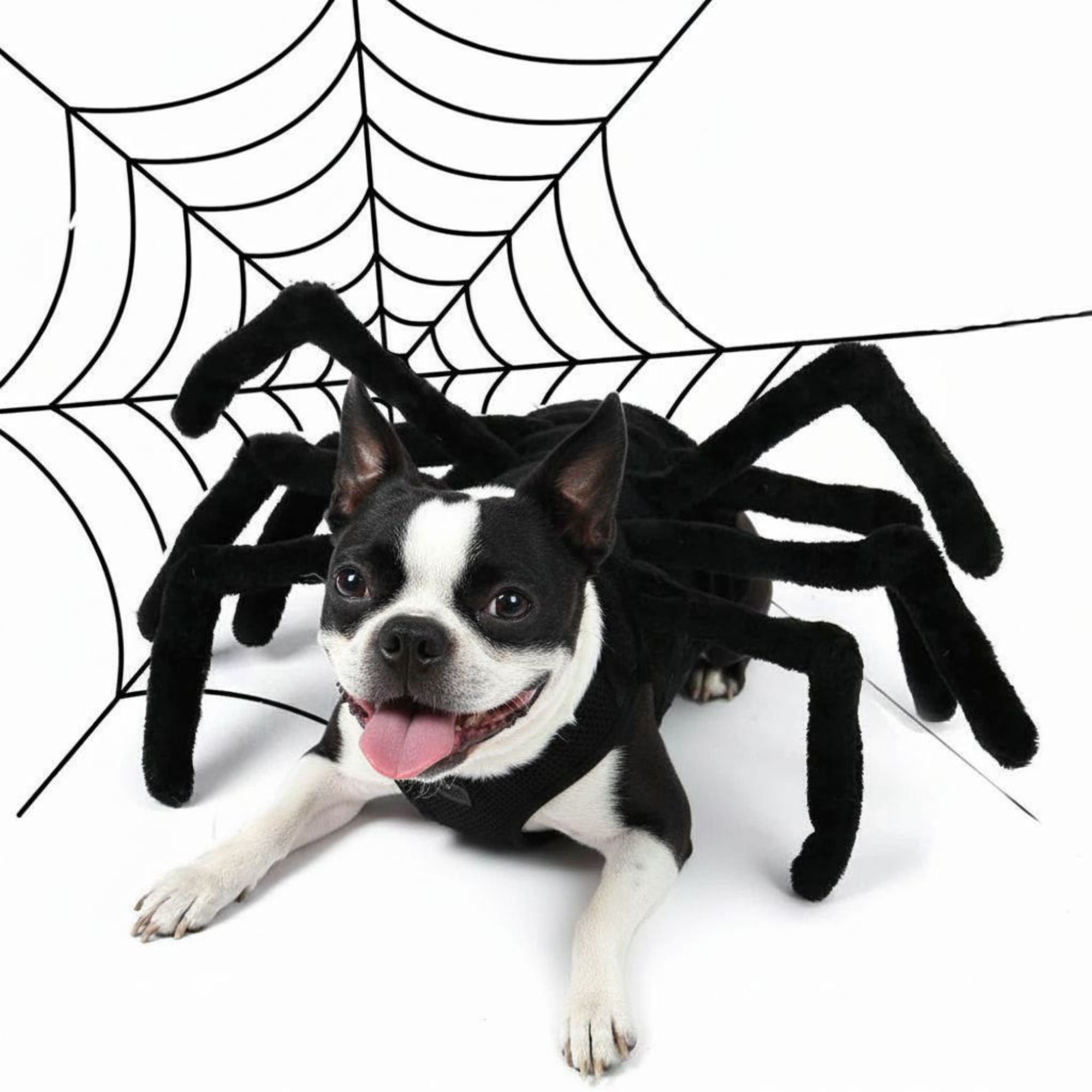 Spider Dog Costume – Boston Terrier World